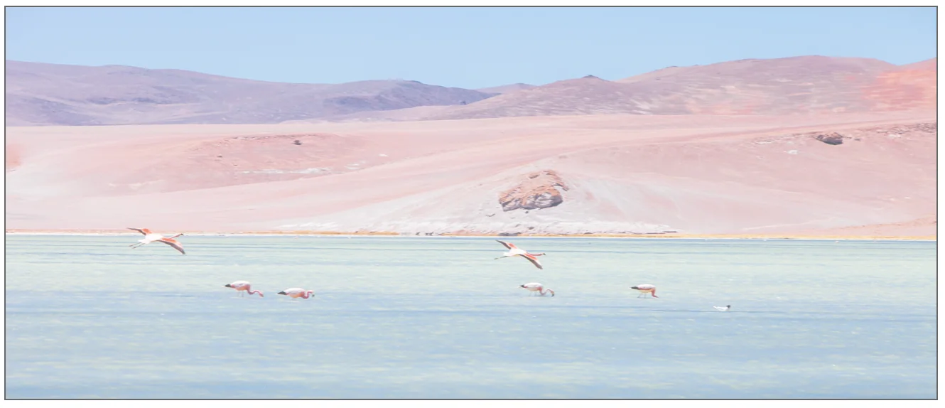 New Study on Water Impacts from Lithium Extraction in Chile's Maricunga ...